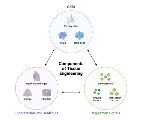 Components Of Tissue Engineering BioRender Science Templates