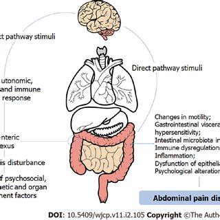 Graphical Representation Of The Gut Brain Axis In The Pathogenesis Of