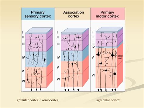 Ppt The Evolution And Organization Of The Cerebral Cortex Powerpoint