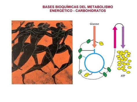 Resumen Glucolisis Ciclo De Krebs Cadena De Electrones