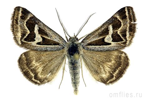 Callistege fortalitium — Чешуекрылые (Lepidoptera) Омской области