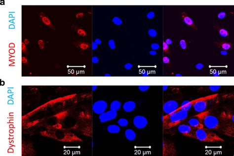 Immunophenotype Characterization Of C2c12 Cells Grown In Vitro Cells