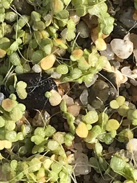 How To Grow Lemna Gibba Earthone