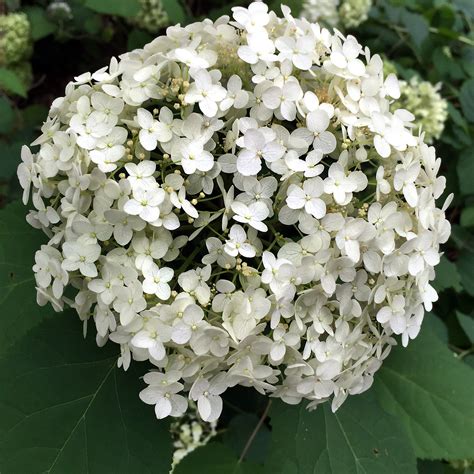 Hydrangea Arborescens Close Up