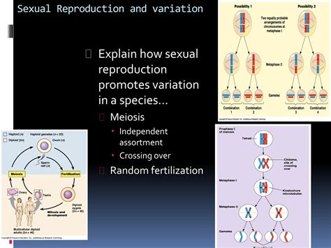 Ppt Topic 5 Evolution Powerpoint Presentation Free Download Id594864