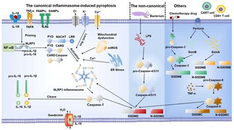 Pyroptosis Pathway The Canonical Inflammasome Induced Pyroptosis