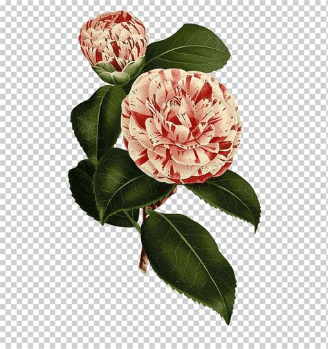 녹색 잎 일러스트와 함께 베이지 색과 붉은 꽃 Png Klipartz