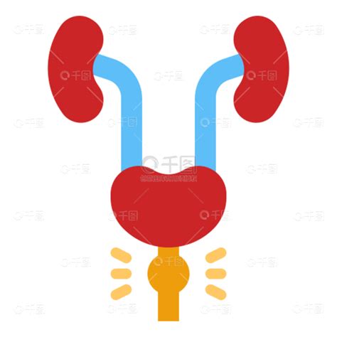 前列腺免抠元素 前列腺 素材免费下载 512像素 Svg格式 编号53446249 千图网