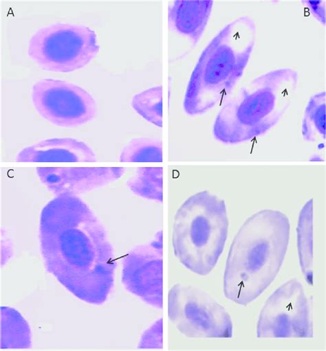Photomicrographs Of O Niloticus Erythrocytes From A Control Group