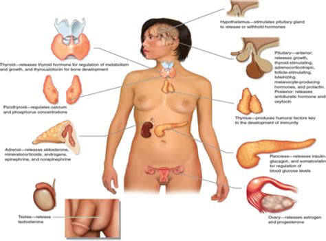 Endocrine System Flashcards Quizlet