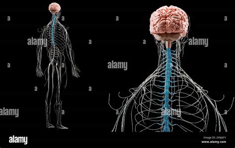 Anatomie Du Système Nerveux Cérébral Humain Schéma Médical Avec Les