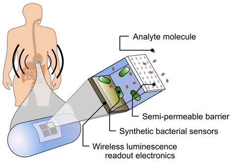 Ingestible Capsule Uses Light Emitting Bacteria To Monitor