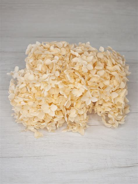 Папороть лісова стабілізована біла 60 см купити в Україні за низькою ціною • Dfb Elements