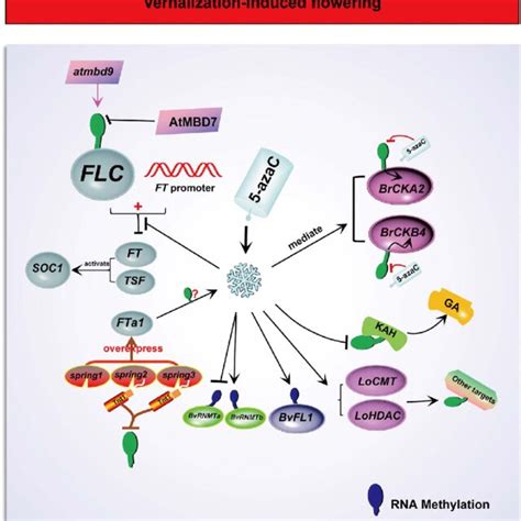 Histone Methylation In Vernalization Induced F Lowering At The Center