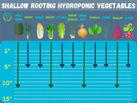 Shallow Root Vegetables A Quick And Easy Guide Ponics Life