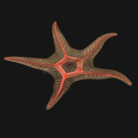 Echinoderms Diagram