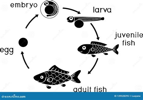 Life Cycle Of Fish Sequence Of Stages Of Development Of Fish From Egg