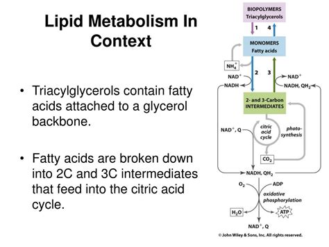 Ppt Lecture Notes For Chapter 17 Lipid Metabolism Powerpoint Presentation Id2019454