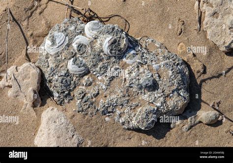 Sea Shell Fossils In Limestone Rock La Mata Torrevieja Costa Blanca