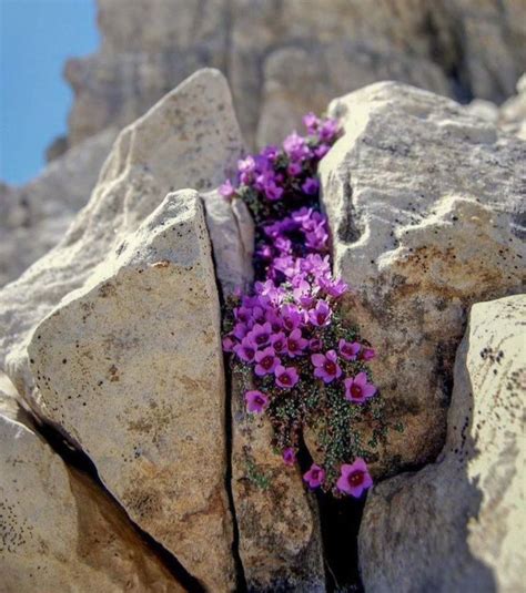 🕊 میزان عشق شما، اندازه‌ی سرور و شادمانی‌تان را تعیین می‌کند سایبابا