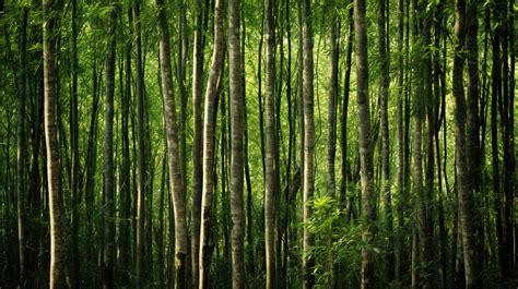 Organic Horizontal Texture Of Forest Trees Background Bark Tree Texture Tree Bark Background