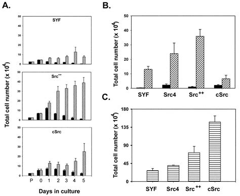 C Src Regulation Of Fibroblast Growth Factor Induced Proliferation In Murine Embryonic