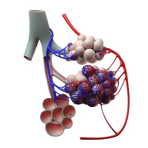Human Alveoli Artwork By Sciepro