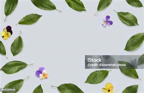 신선한 녹색 잎 비올라 꽃으로 구성 프레임의 나뭇잎과 파란 배경에 꽃 평면도 평면 위치 0명에 대한 스톡 사진 및 기타 이미지 Istock