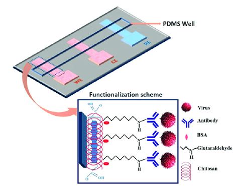Paper Based Immunosensor With A Polydimethylsiloxane Well Containing Download Scientific