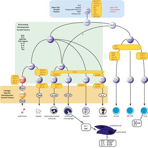 Neutrophils Clinical Tree
