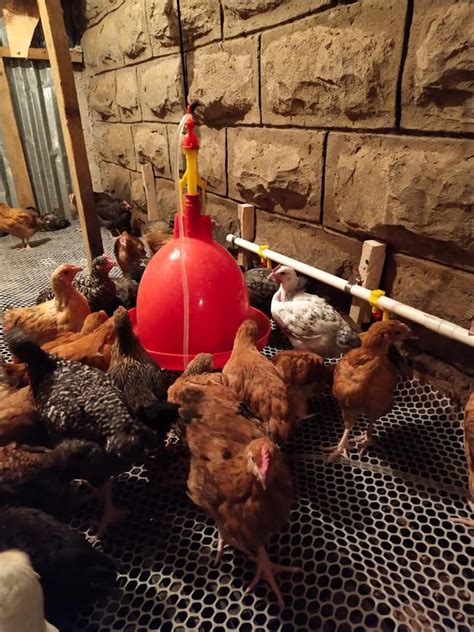 The List Of Poultry Farming Equipment Phoenix