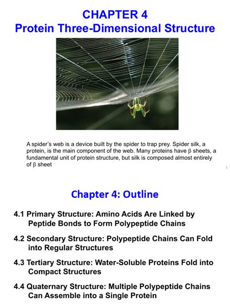 chapter04 protein3dstructure pdf protein structure alpha helix
