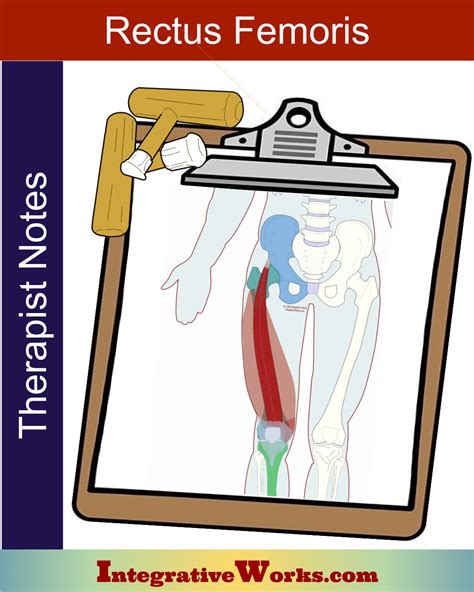 Rectus Femoris Massage Notes Integrative Works