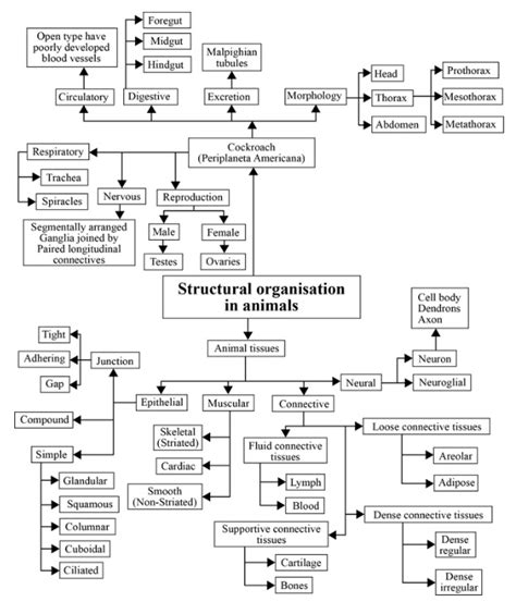 Epithelial Tissue Flow Chart