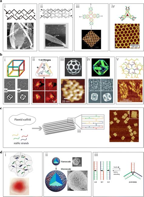 Examples Of Representative Classes Of Designed Dna Nanostructures A Download Scientific