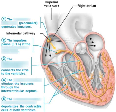 The Intrinsic Conduction System Diagram Quizlet