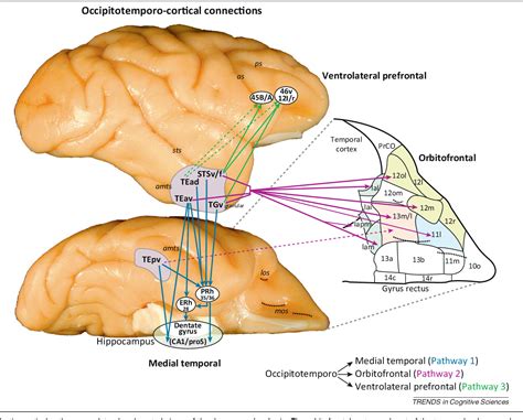 Figure 1 From The Ventral Visual Pathway An Expanded Neural Framework For The Processing Of