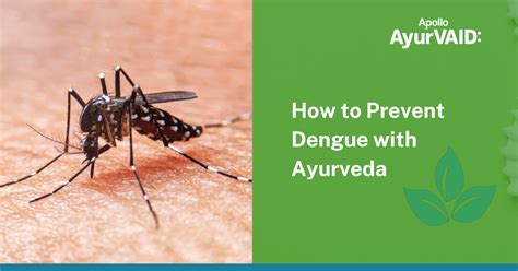 Ayurvedic Remedy For Dengue Prevention Symptoms And Effective Treatments