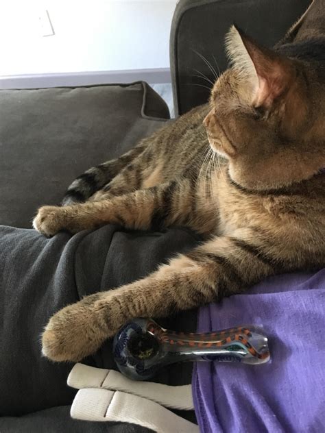 Having A Lazy Start To The Day With This Girl R Entwives