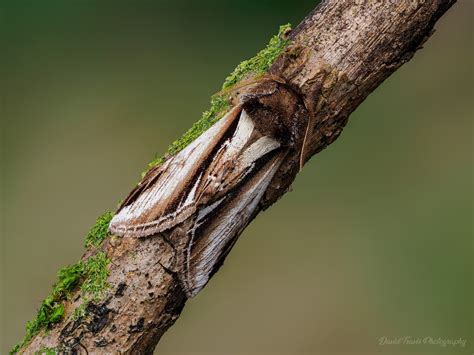 The Bug Safari Project