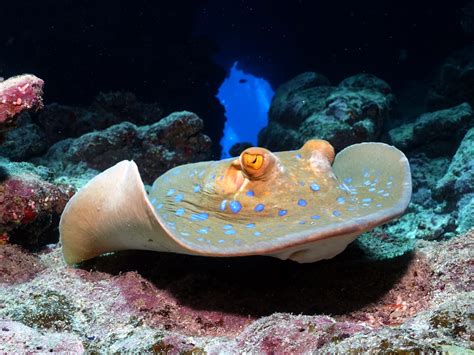 Traumwetter Und Spaß Am Carless Reef Blue Water Dive Resort