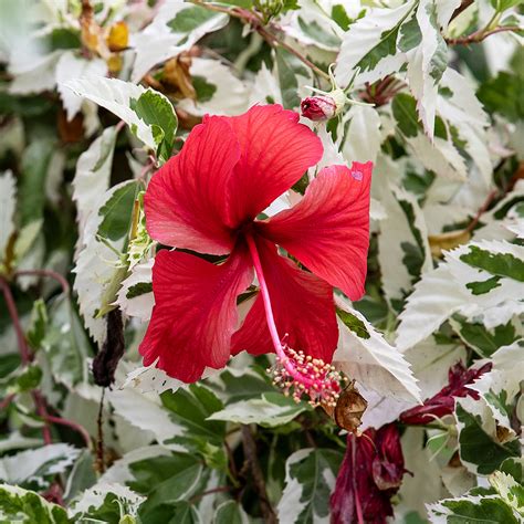 Hibiscus Home And Garden Center Flowers Houseplants Pottery Garden