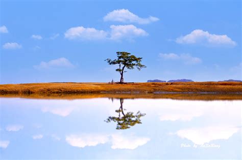 소나무와호수 반영 CJSLR