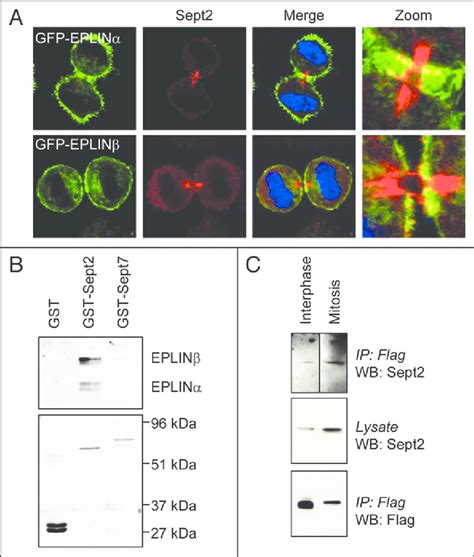 Eplin Associates With Sept2 During Cytokinesis A Representative Download Scientific Diagram
