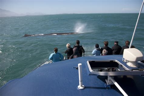Whale Watching Kaikoura Ethical Whale Tours In New Zealand