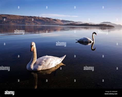 Loch Lomond Wildlife Banque De Photographies Et Dimages à Haute