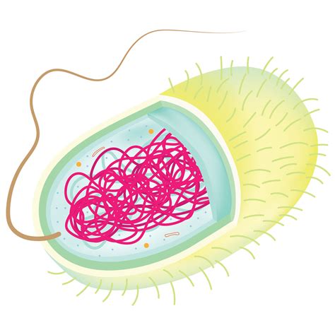 Structure Of Bacterial Cell 26509840 Vector Art At Vecteezy