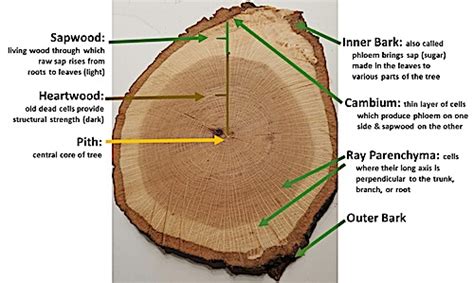 Tree Injury Fairfax Gardening