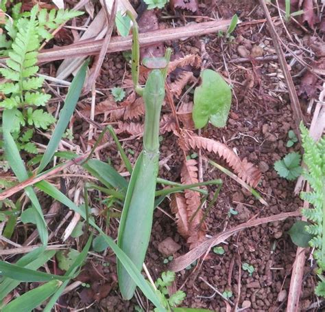 オオカマキリ 足柄山の仙人