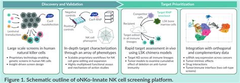 Systematic Target Discovery In Human Nk Cells Using Functional Genomics Onko Innate